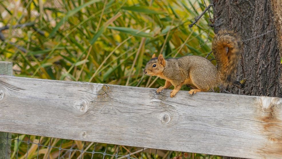 Invasive fox squirrels pose threat to Utah's red squirrels