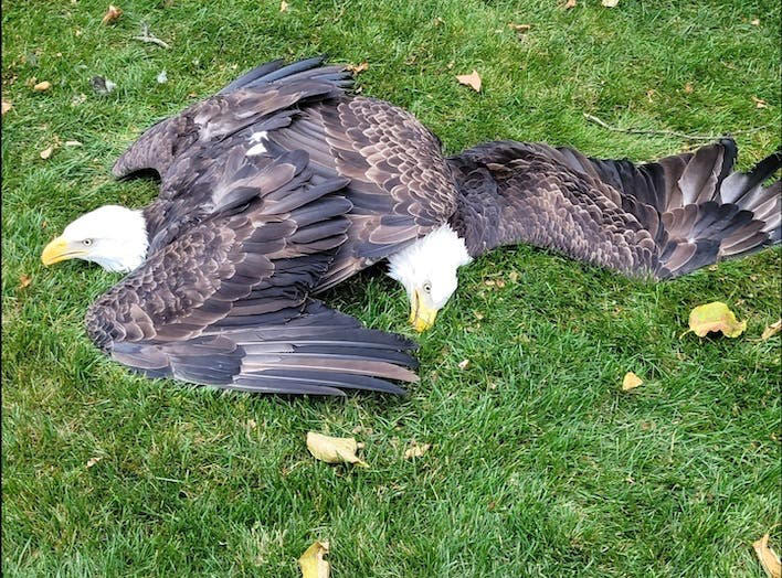 Entangled Battling Bald Eagles 'Fell From Sky' Into Tinley Park Yard