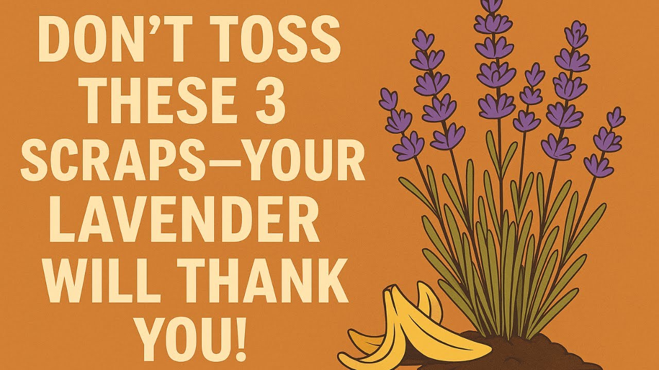 Don't toss these 3 scraps—your lavender will thank you!