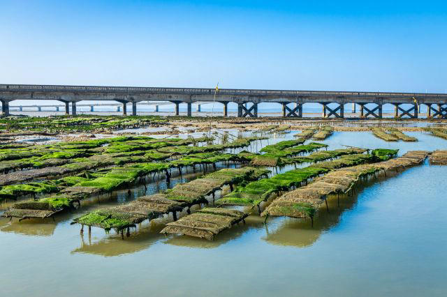 Scientists make stunning discovery about oysters' massive impact: 'The ...