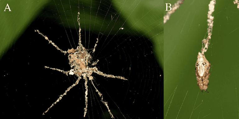These Spiders Trick Their Predators with Ingenious Decoys Made from ...