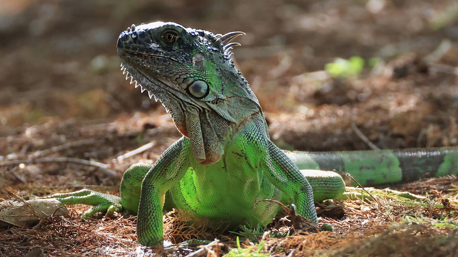 Frozen iguanas falling from trees in Florida as cold front hits the state
