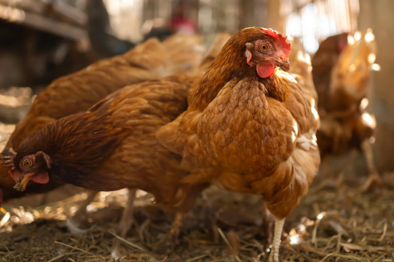 Chicken Named 'J Lo' Enjoying Her Swing Like a Boss Is the Real 'Jenny ...