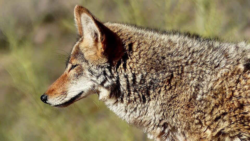 PA Game Commission to hold night hunts for coyotes in Churchill