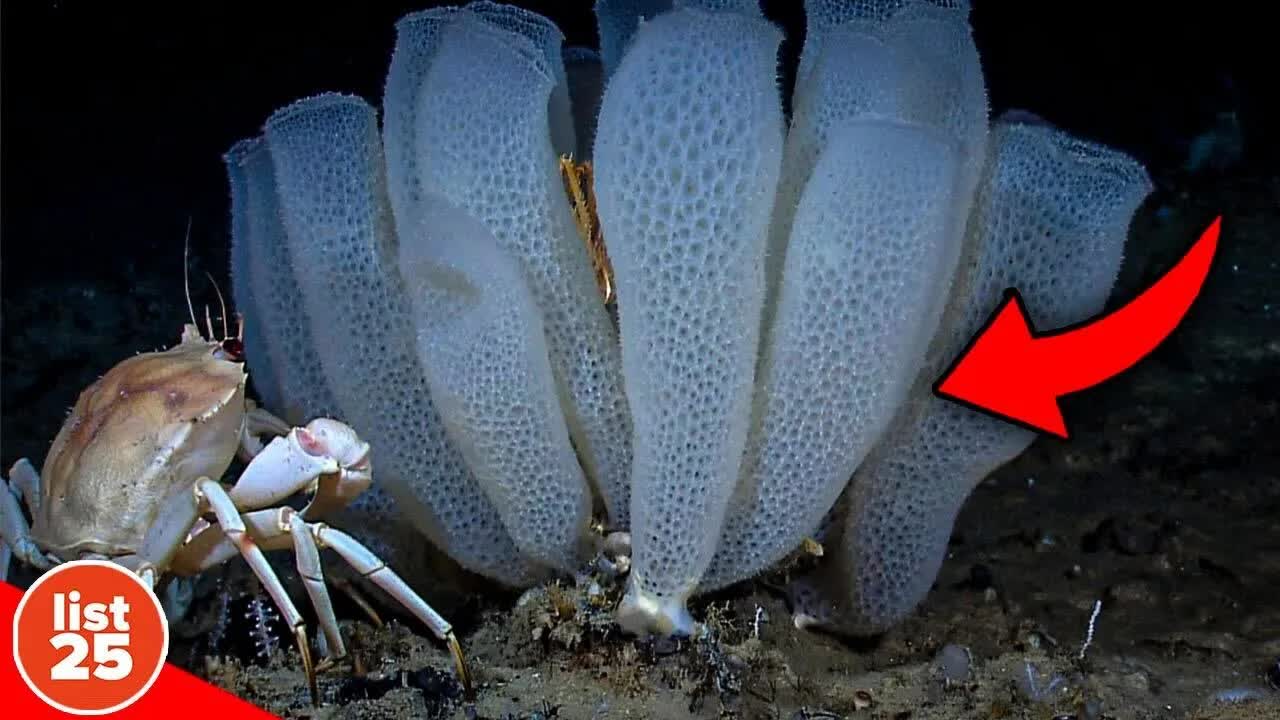 25 Animals That Live Longer Than You Ever Knew