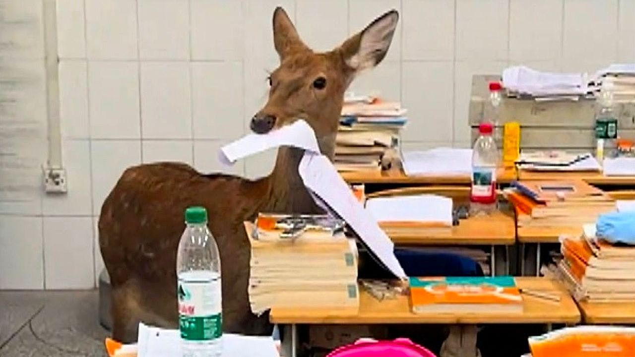 Deer caught eating students' test papers inside a classroom