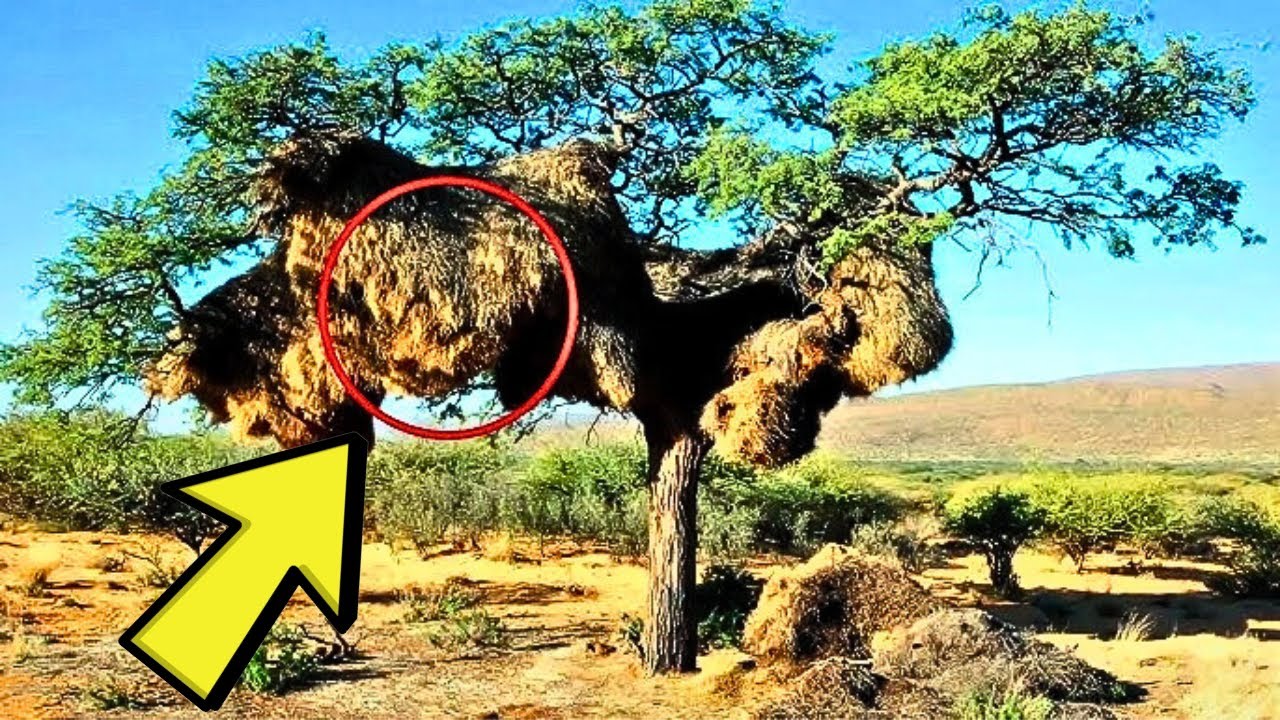 Strange Giant Nest Found in Woods With a Voice Calling for Help