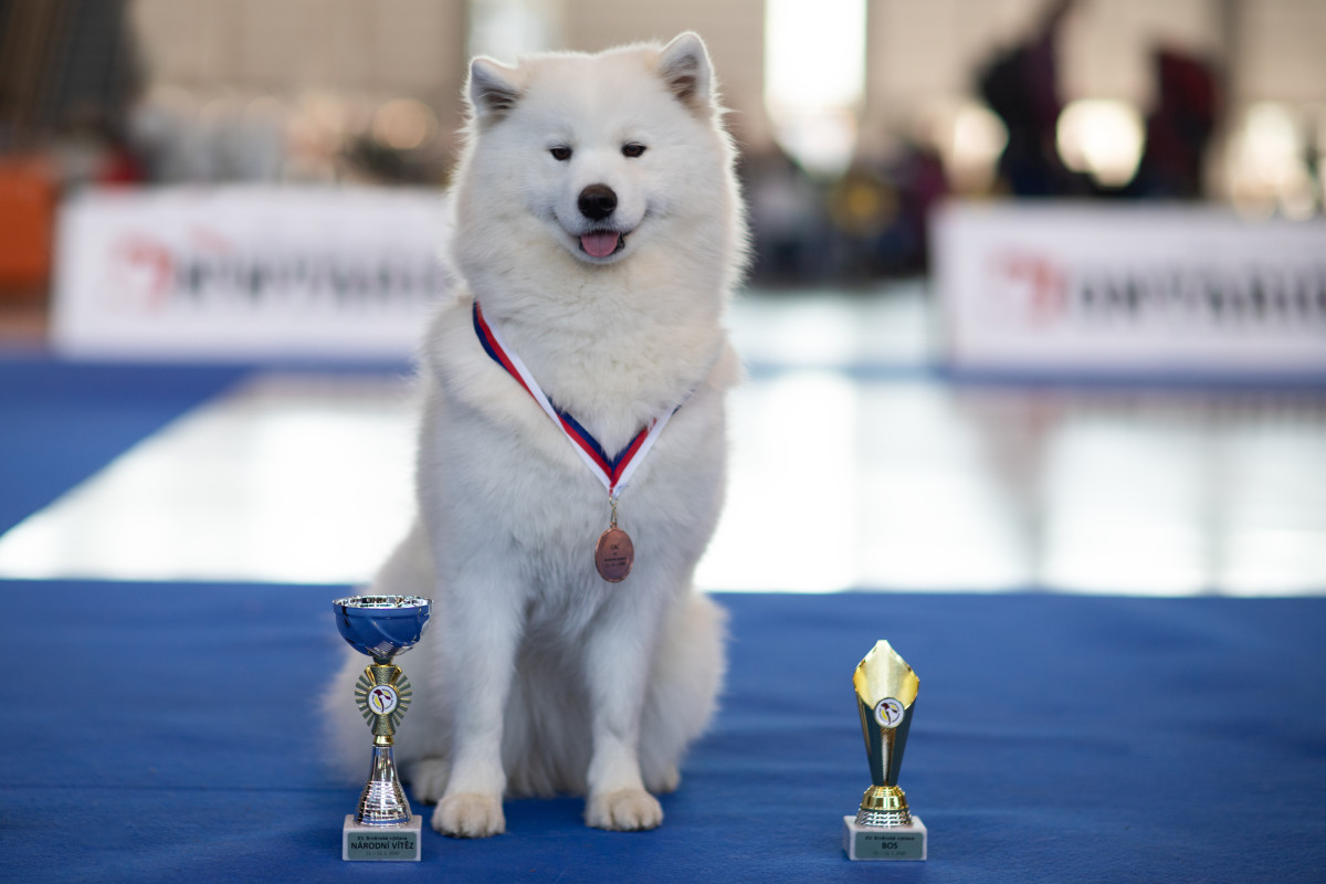 Meet the Giant Dog Breeds Competing in This Year’s National Dog Show