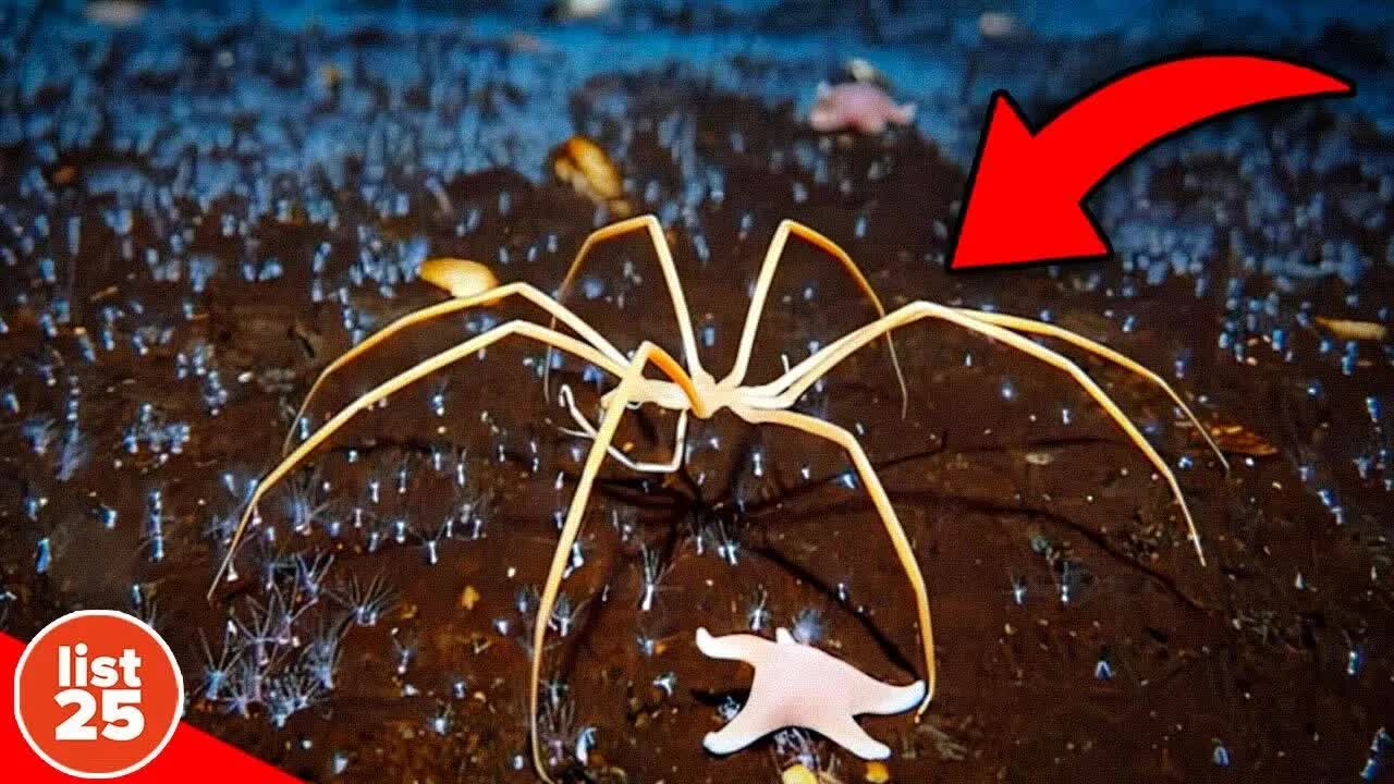 25 Creepiest Deep Sea Creatures You've Never Heard Of