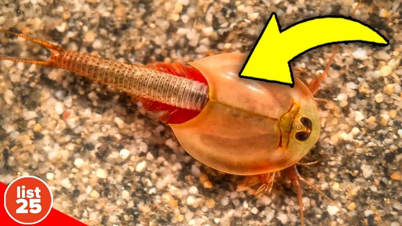 25 Bizarre Deep Sea Adaptations You Won't Believe