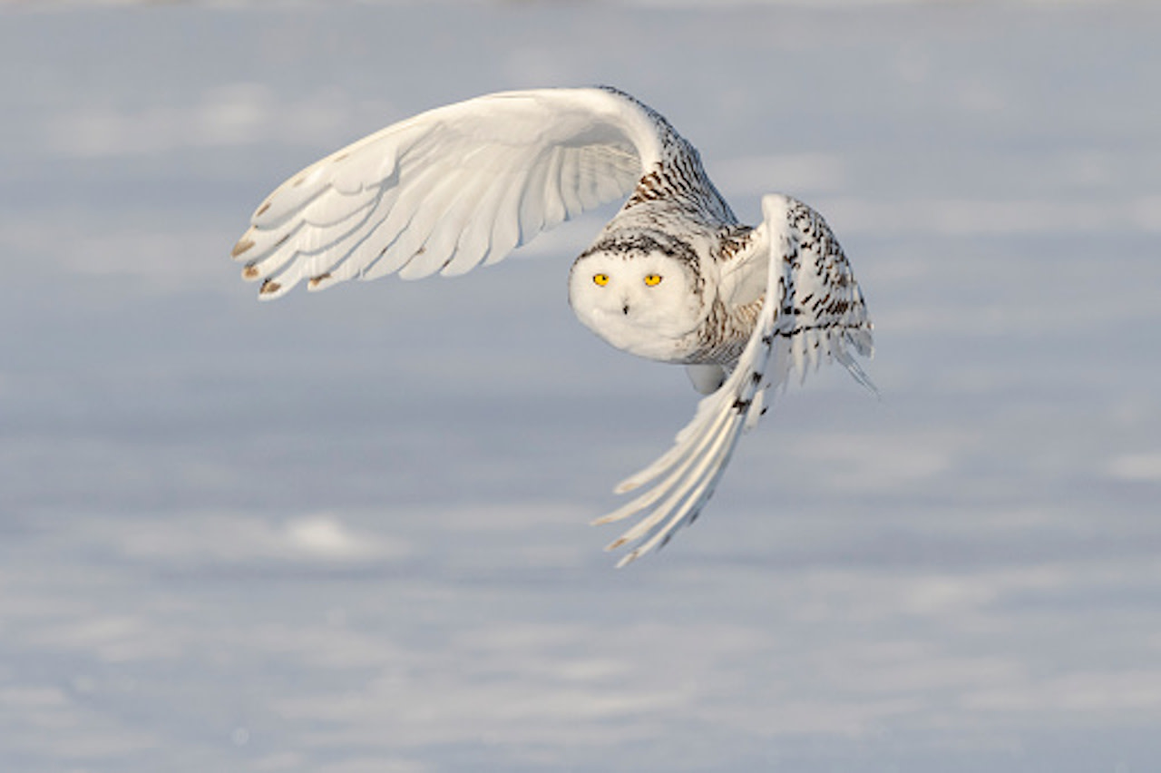 Climate change creates 'poster child' for Canada's new wildlife report