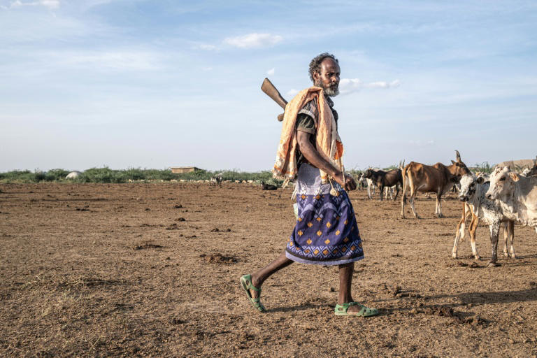 Ethiopia's invasive prosopis tree chokes livelihoods and land