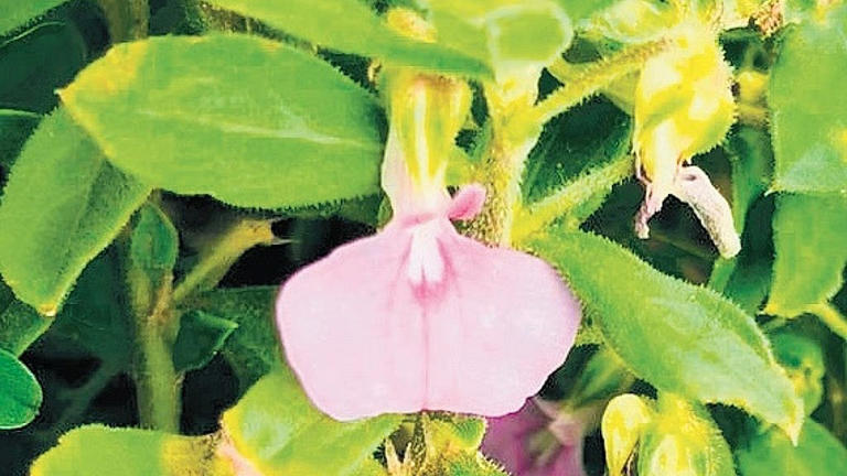 New plant species discovered by team from TN's Pollachi college