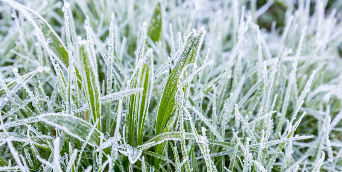 Prevent frost damage before it's too late – 3 simple lawn care steps ...
