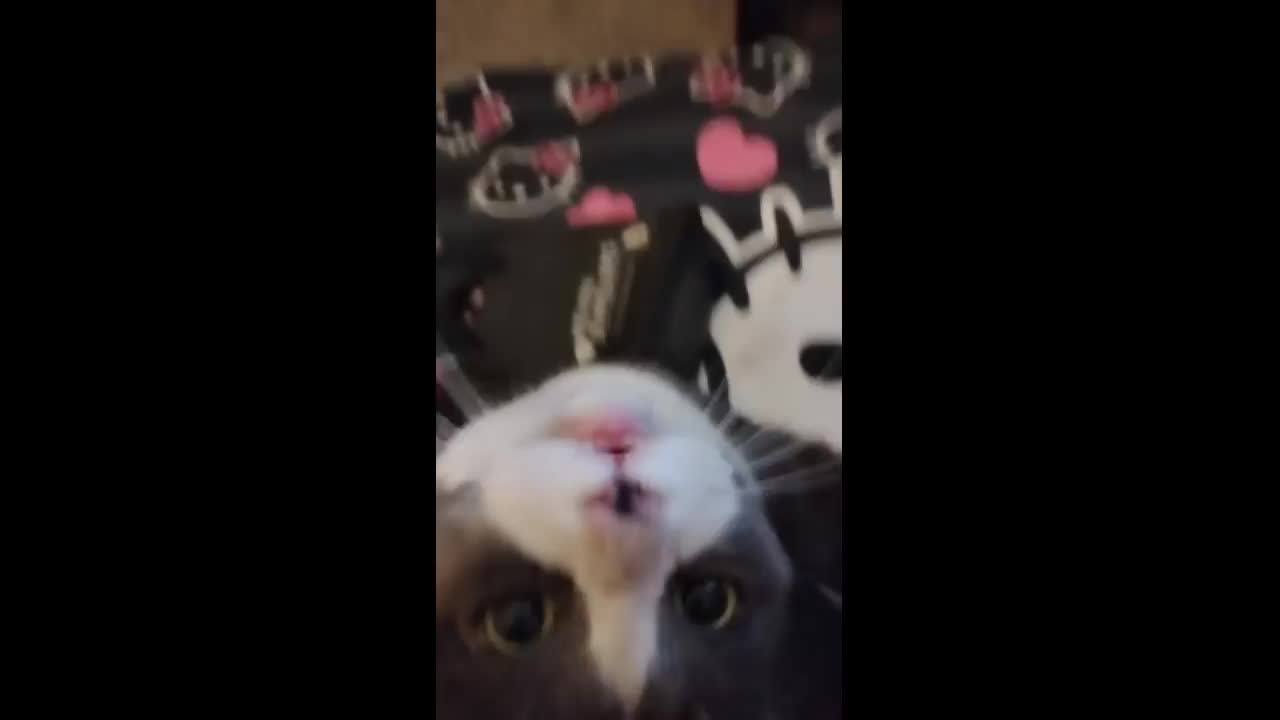 Expressive cat enjoys affectionate moment with owner in Coronado ...