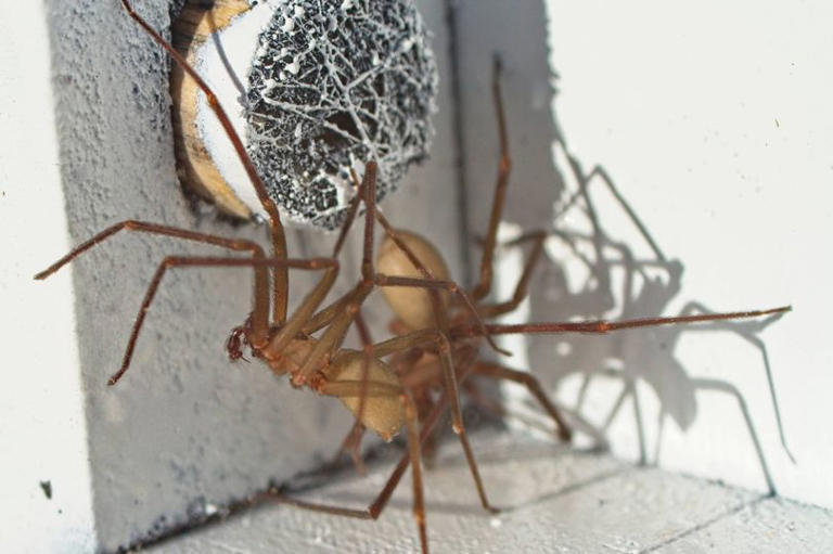 Family lives with 2,000 spiders without realising and what happens ...