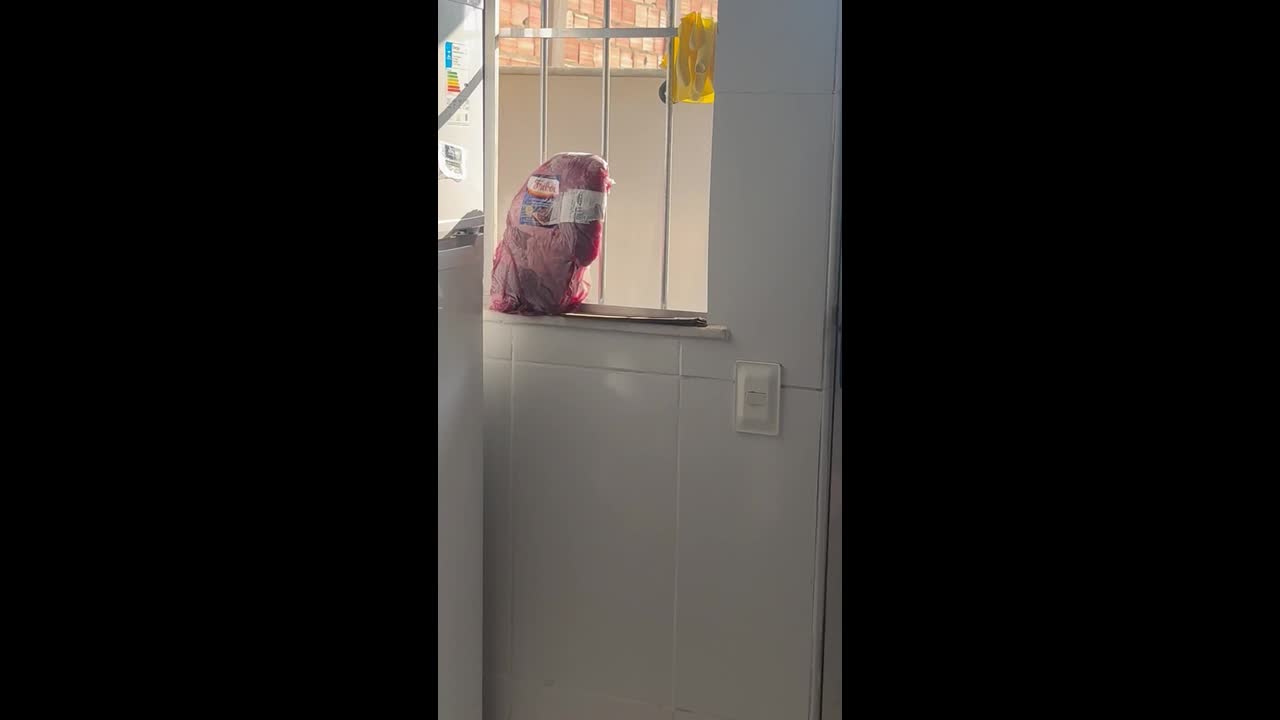 Playful pit bull tries to grab meat in Rio de Janeiro, Brazil