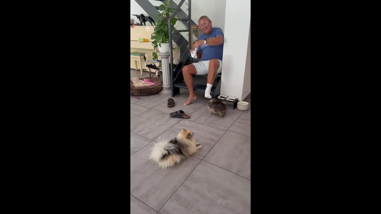 Playful dog tugs at sock in Mimizan, France