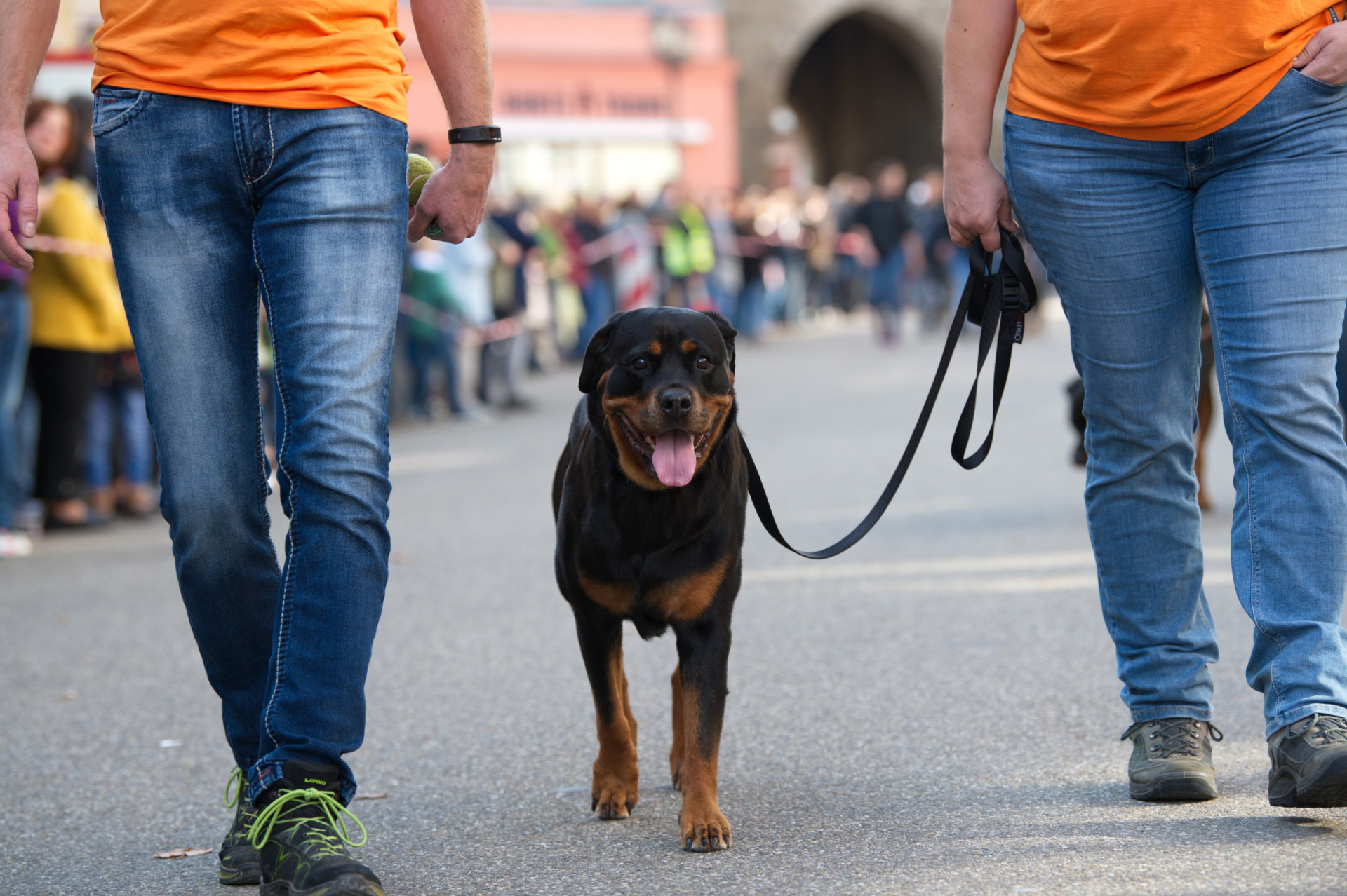 Hvilken hund skal du have ifølge dit stjernetegn?