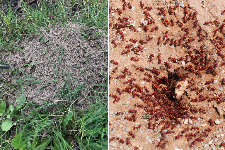 Uproar as crews 'forcibly' enter Aussie homes to tackle $61 million ...