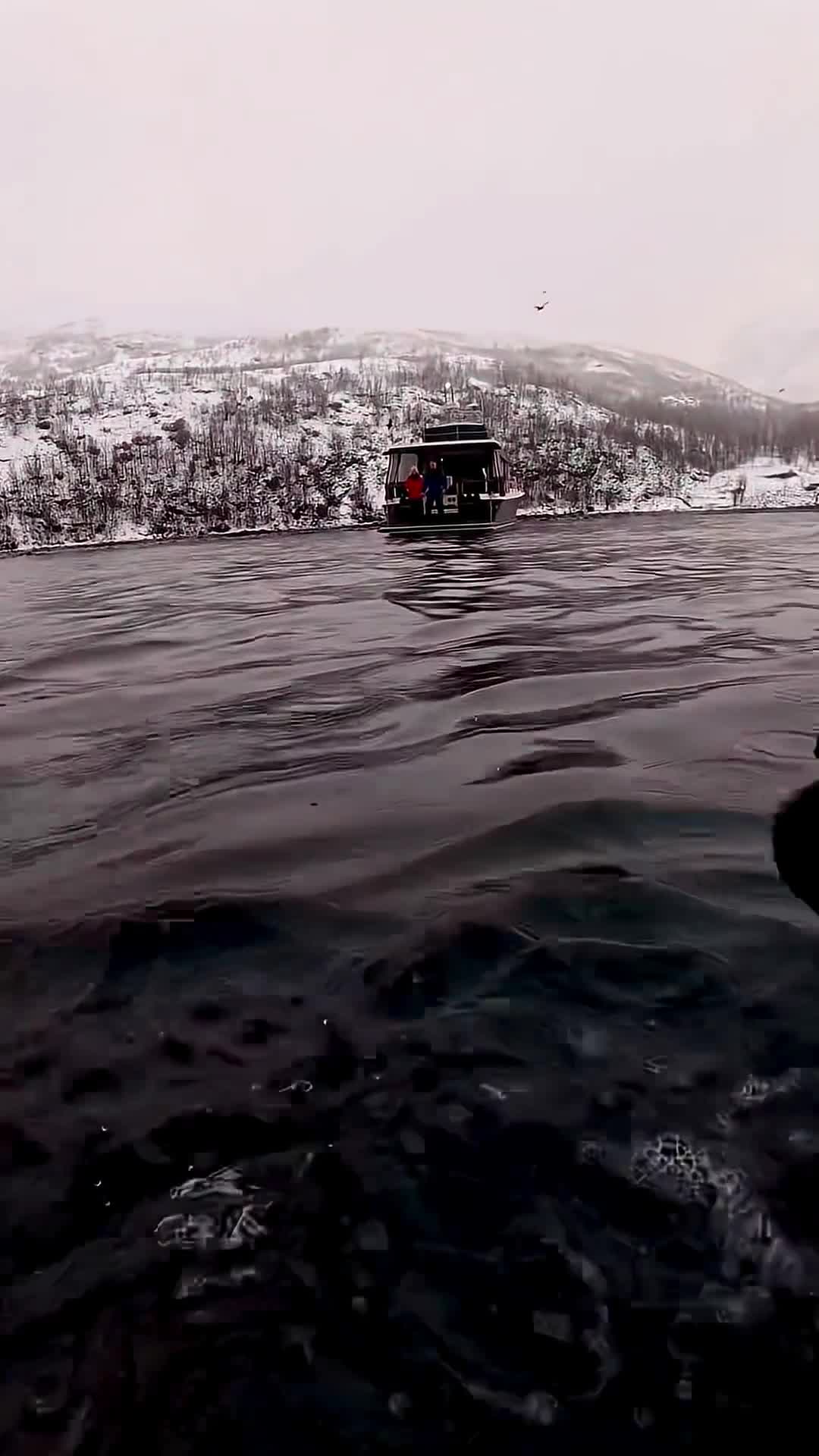Stealing fish from a pod of orcas