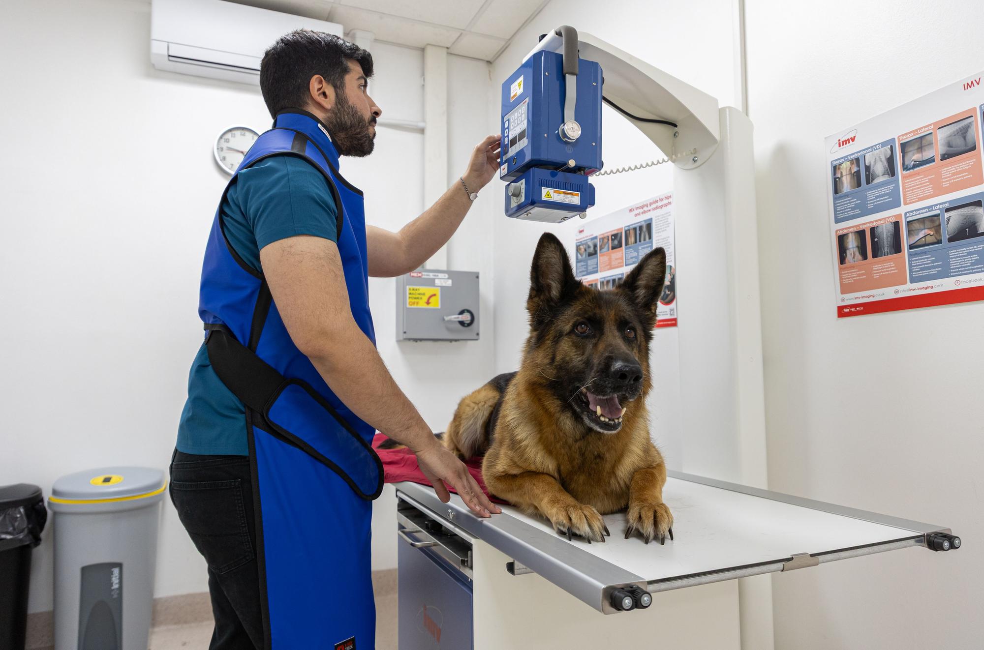 Tingley vet warns of rising risks from supermarket festive treat aisles ...