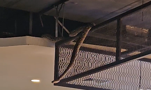 Python dangles from mall ceiling in Bangkok, sends shoppers screaming
