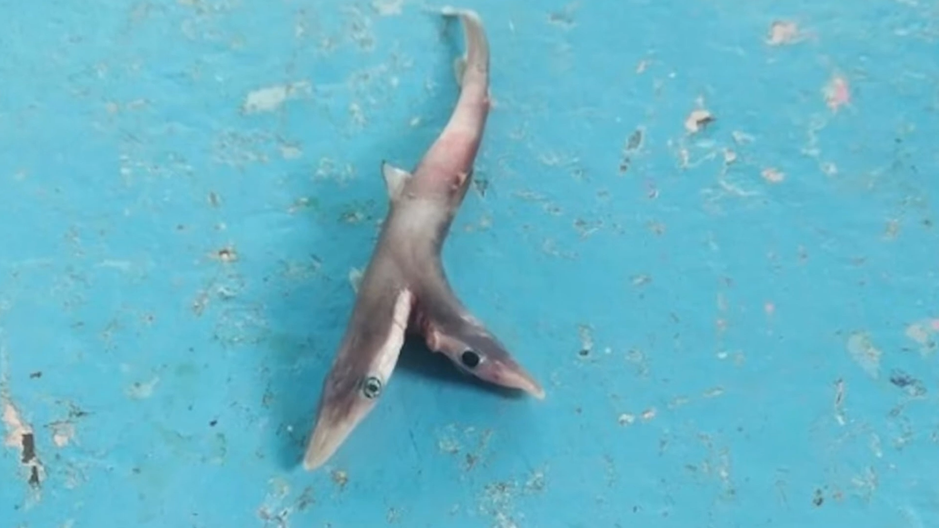 Bizarre two headed shark found in India