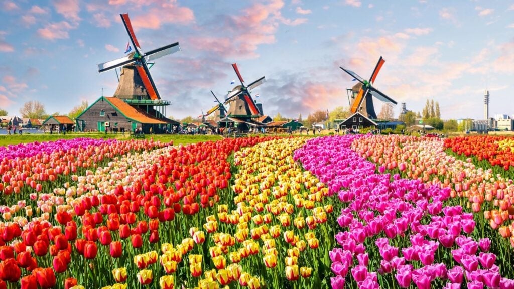 Photos of Tulip Fields to Increase Your Dopamine