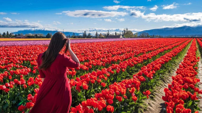 Photos of Tulip Fields to Increase Your Dopamine