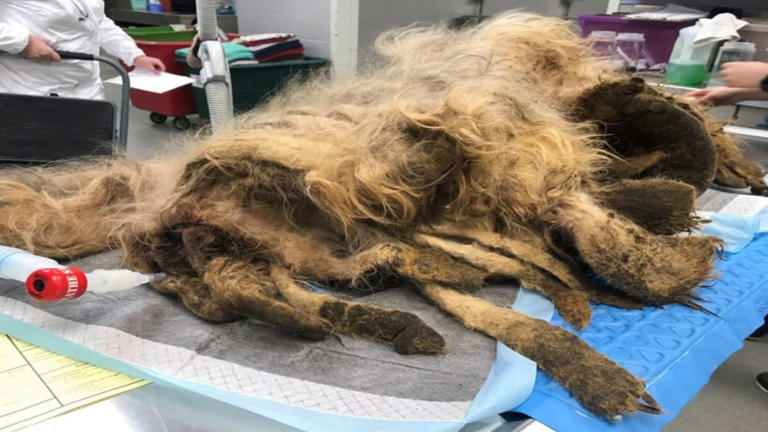 Les vétérinaires reçoivent un « monstre » : 5 heures plus tard, ils n ...