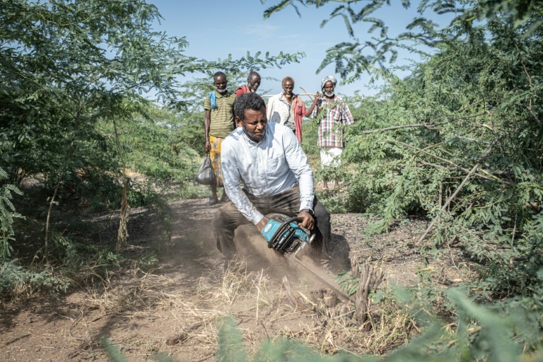 Ethiopia's invasive prosopis tree chokes livelihoods and land