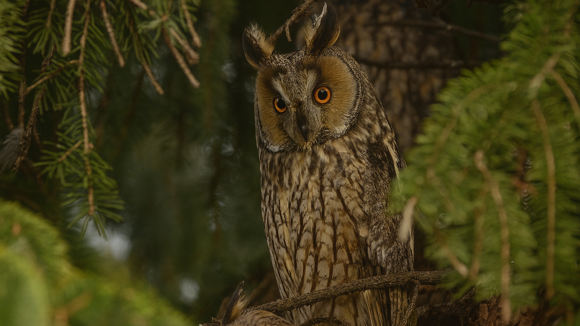 The Secret Life of the Long-eared Owl (Asio otus)