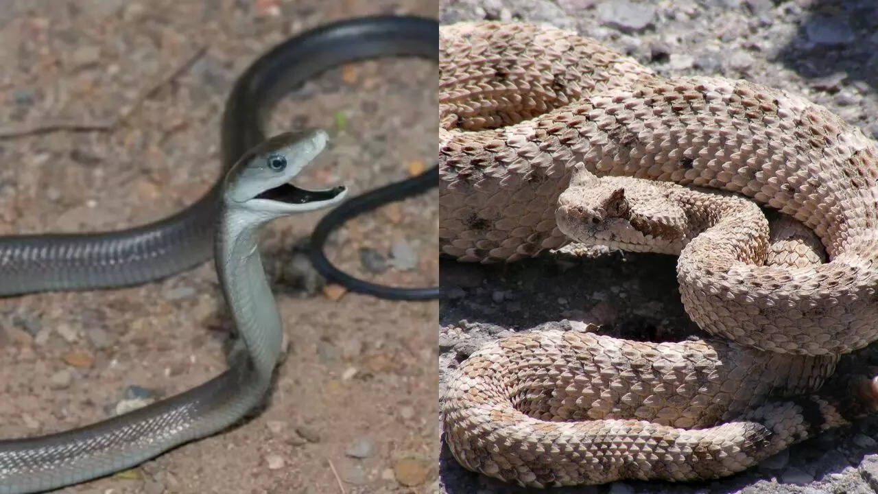Black mamba vs Sidewinder: Which deadly snake really holds the title of ...