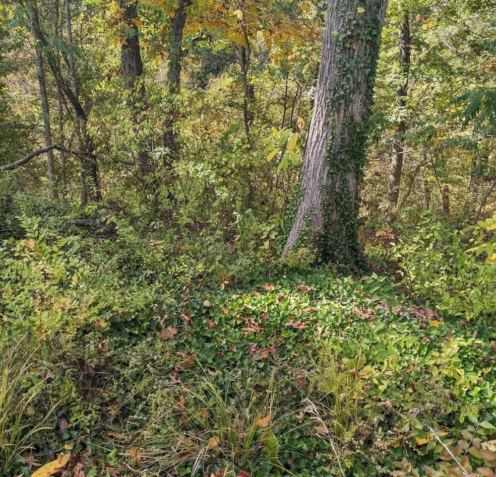 New homeowner warned after sharing photo of 'huge' backyard dilemma: 'I ...