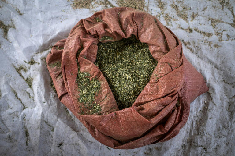 Ethiopia's invasive prosopis tree chokes livelihoods and land