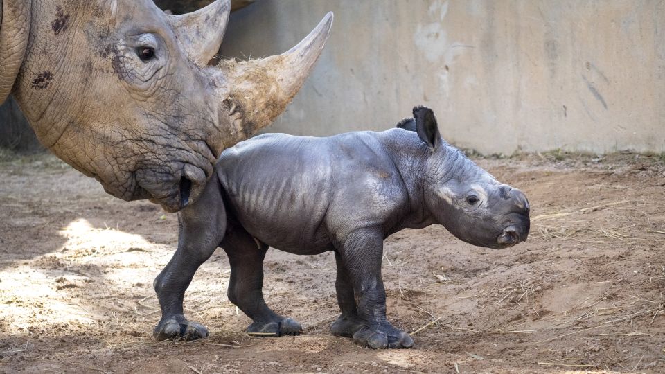 Conoce al tierno bebé rinoceronte blanco nacido en Valencia, una ...
