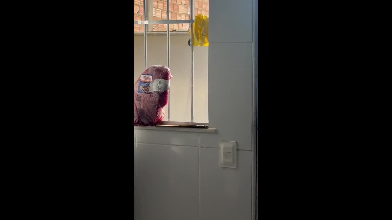 Playful pit bull tries to grab meat in Rio de Janeiro, Brazil