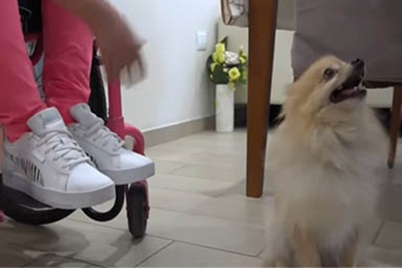 Ladri “onesti” restituiscono il cane rubato a una bimba disabile: “Lo ...