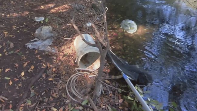 Florida Man Fishes Out Iguanas With Net as Temperatures Plummet