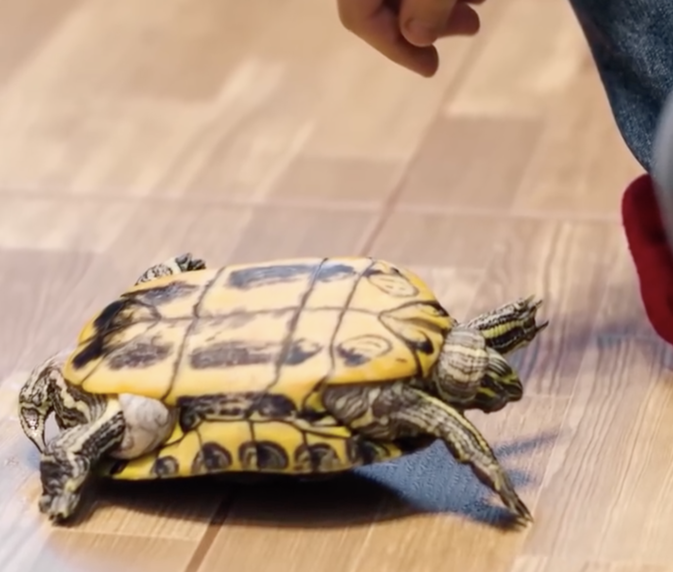 Gömböc: the ninja turtles secret weapon?