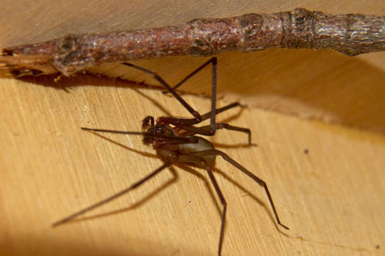 Family lives with 2,000 spiders without realising and what happens ...