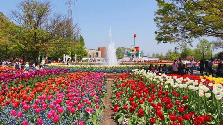 Photos of Tulip Fields to Increase Your Dopamine