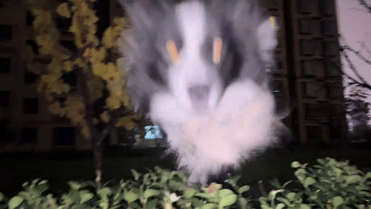 Border Collie suddenly jumps out from the bushes in Shanxi, China