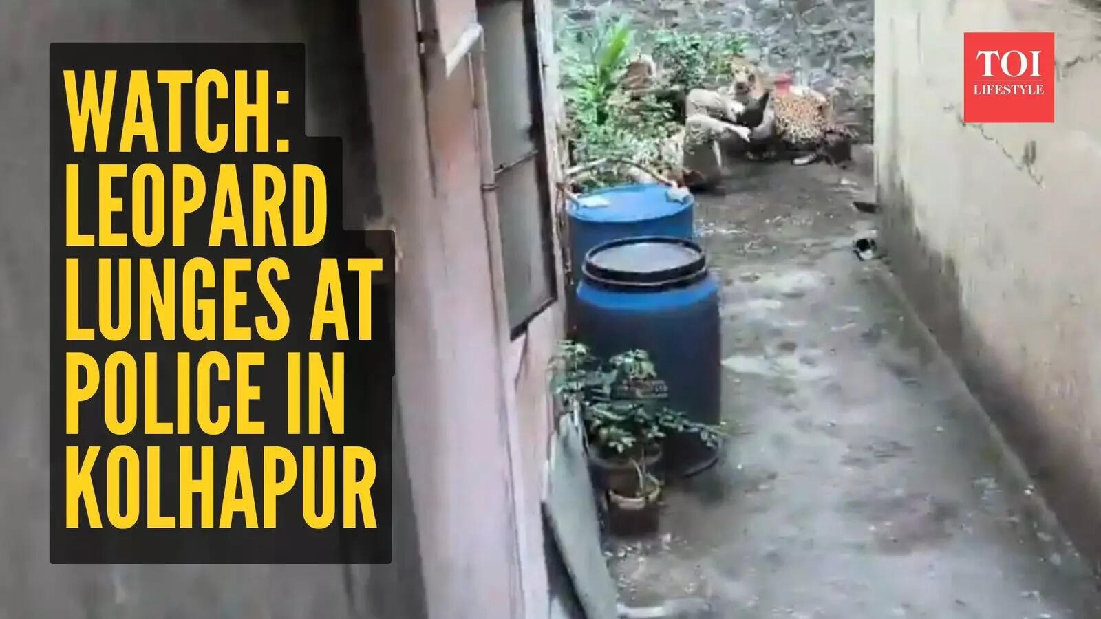 Watch: Leopard lunges at police in Kolhapur– watch the dramatic video!