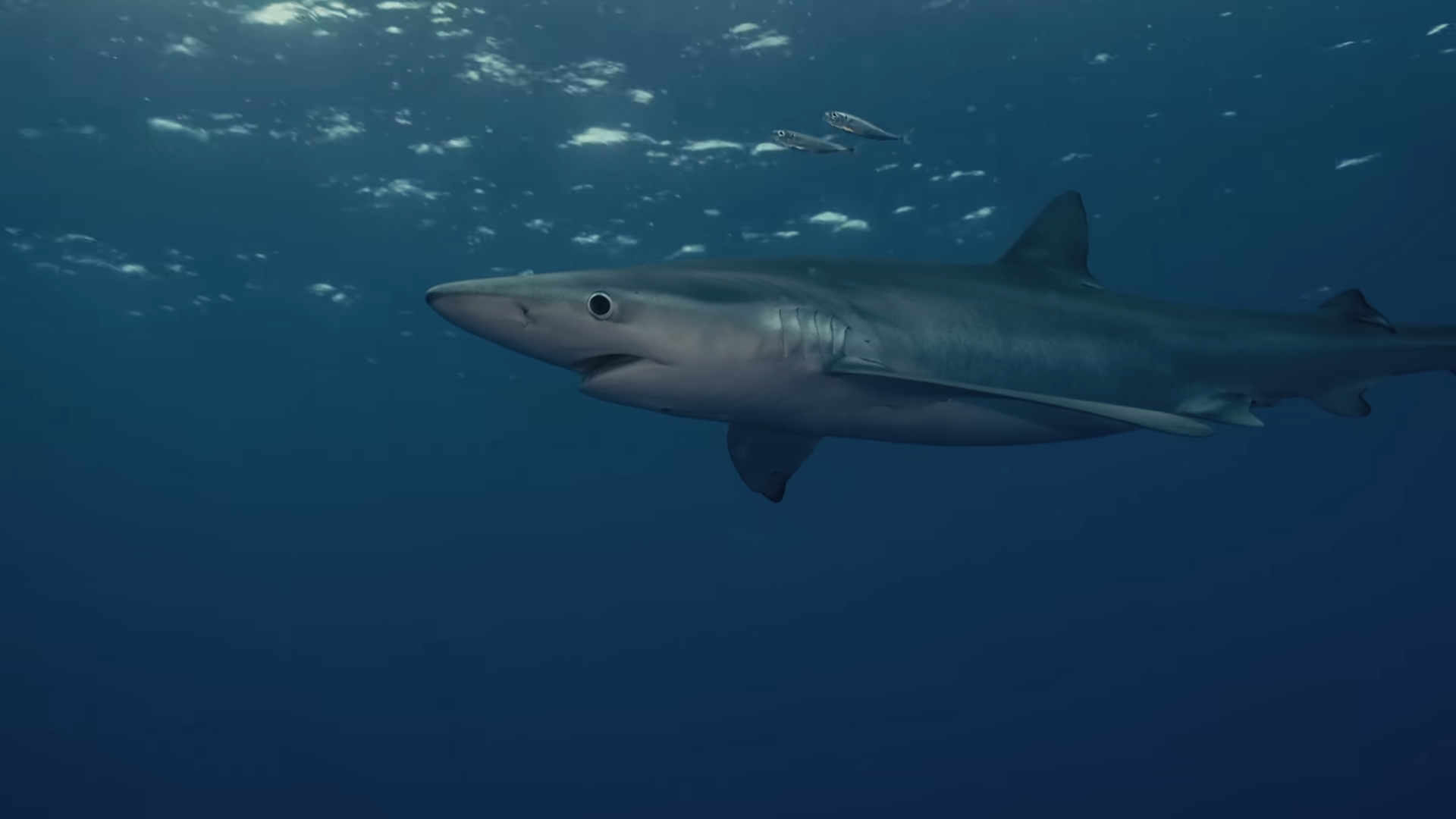 Sharks that sense disasters before they strike