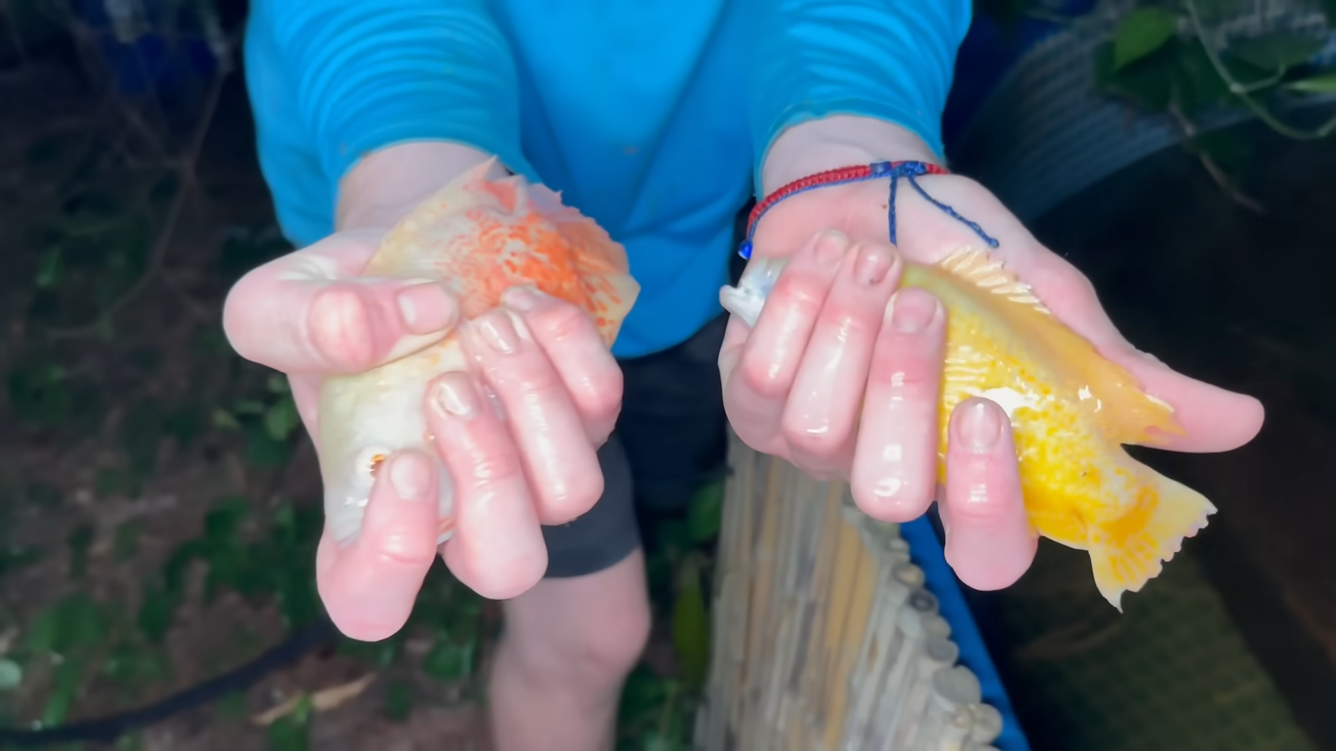 Saving abandoned fish from a green slime pond