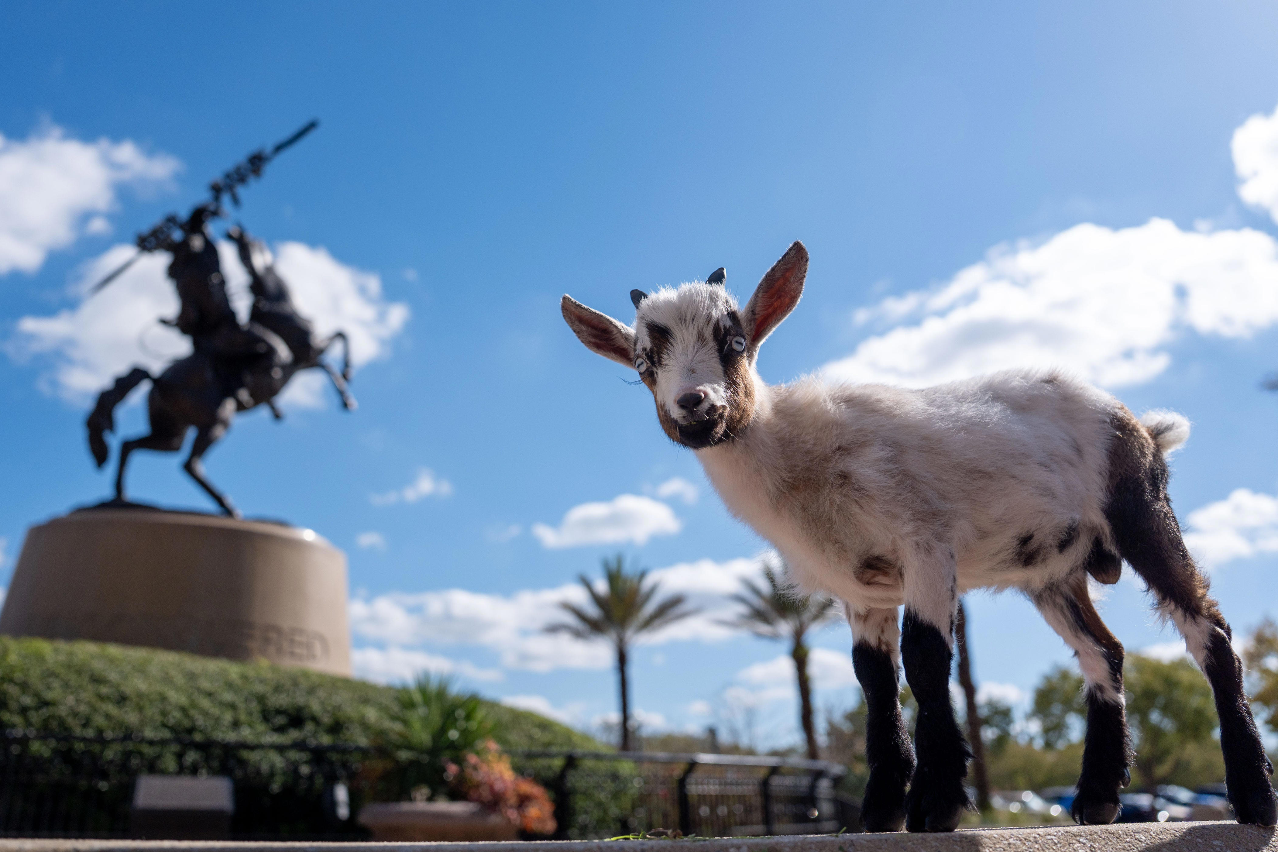 Greatest of all time? FSU’s new star is literally a goat named S'mores