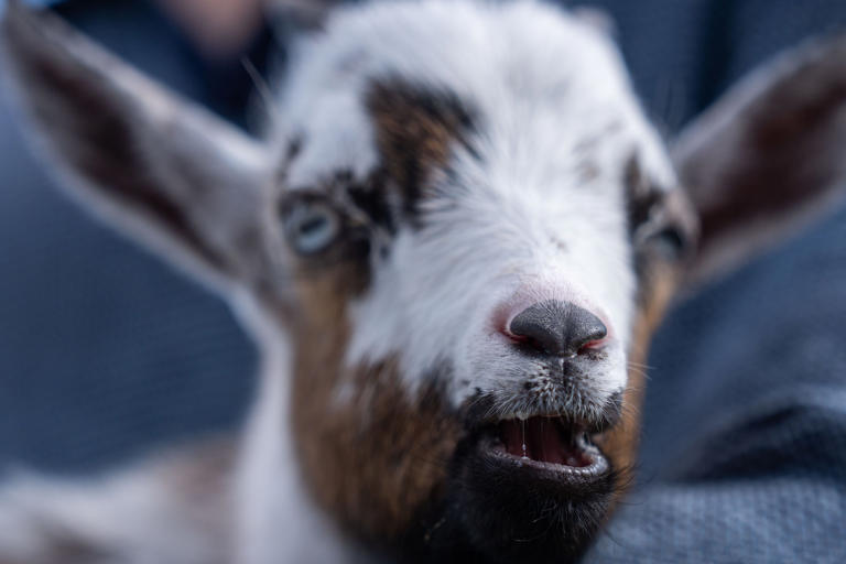 Greatest of all time? FSU’s new star is literally a goat named S'mores