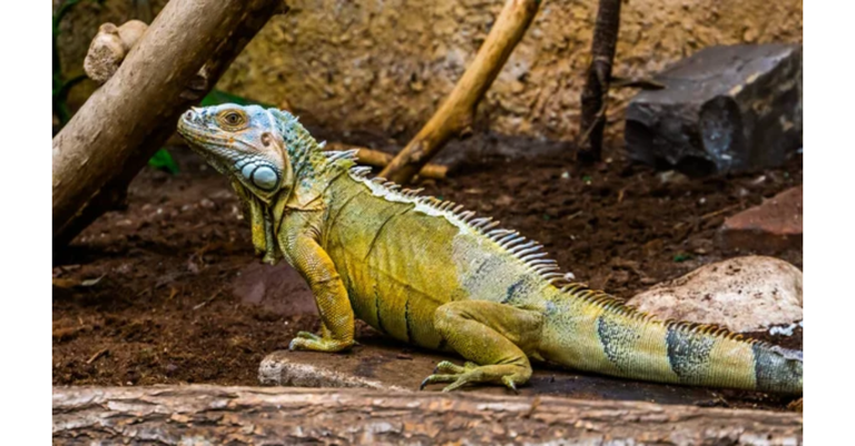 Record Cold Freezes Florida Iguanas as Great Lakes Snowstorm Eases